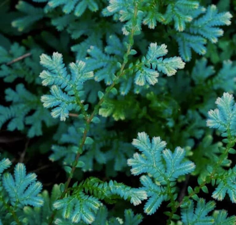 藍柏好種嗎？藍柏照顧要點、花語、盆栽製作&繁殖方法 - findnovelty